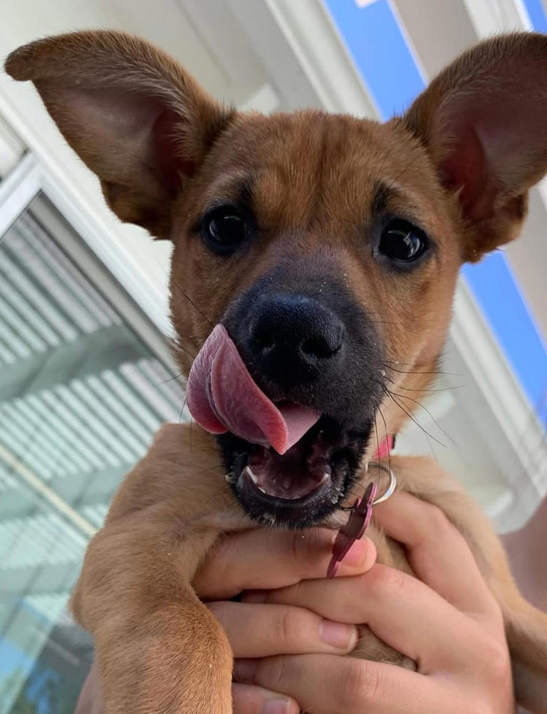 Pet of the week: Meet Isabela Merced's three adorable dogs, Bonbon ...