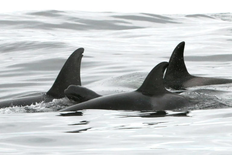 Living lunch box? Iceland orcas are unexpectedly swimming with baby ...