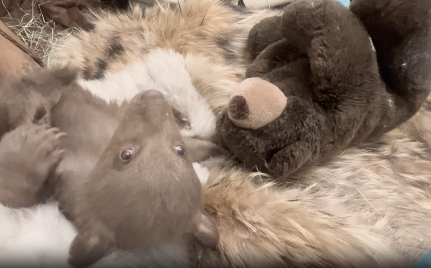 San Diego Team Uses Humans in Bear Suits to Rehabilitate Orphaned Cub