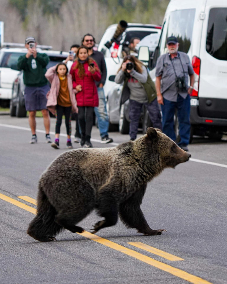 Yellowstone grizzly killed by rangers after learning to open trash cans