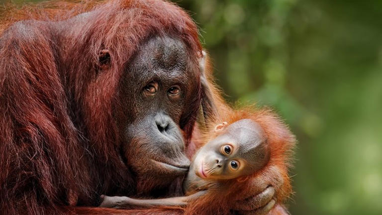 Endangered Species Day - 8 Powerful Documentaries About Animals on the ...