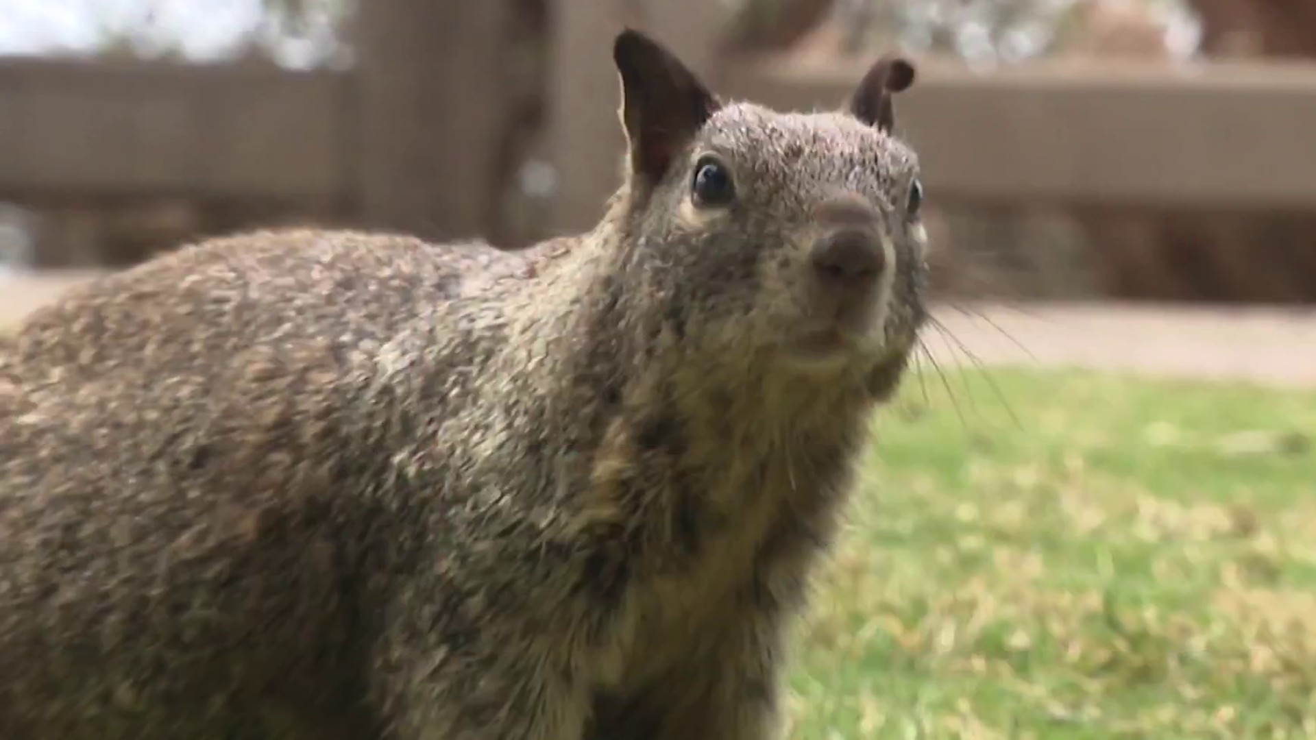Growing squirrel population in Santa Monica goes nuts