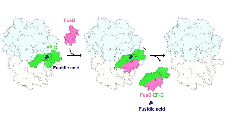 Structural mechanism reveals how antibiotic resistance to fusidic acid ...
