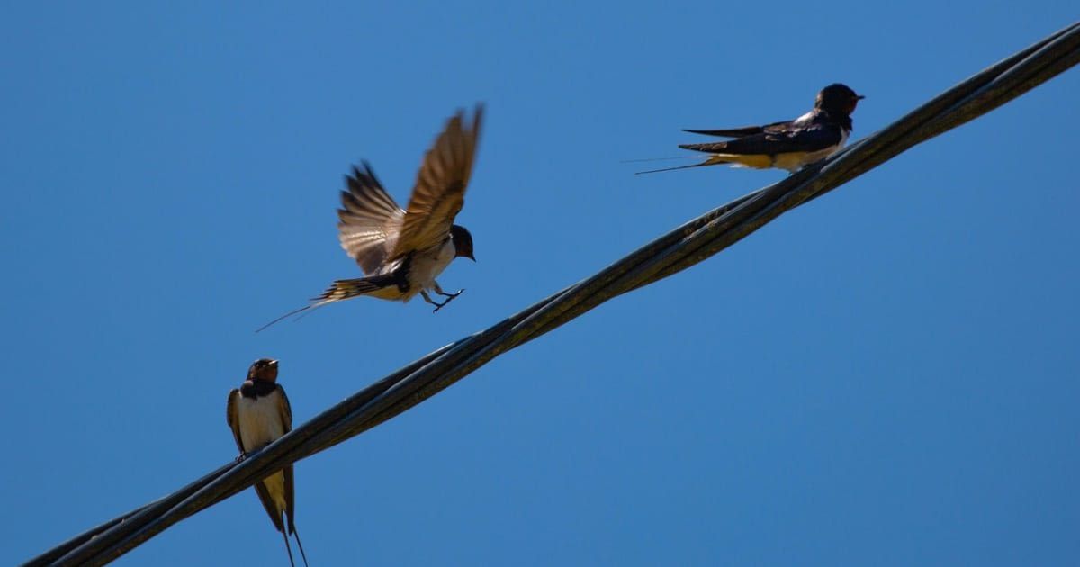 Birds Are Exploding Mid-Air in California’s Bay Area, Leaving Residents ...