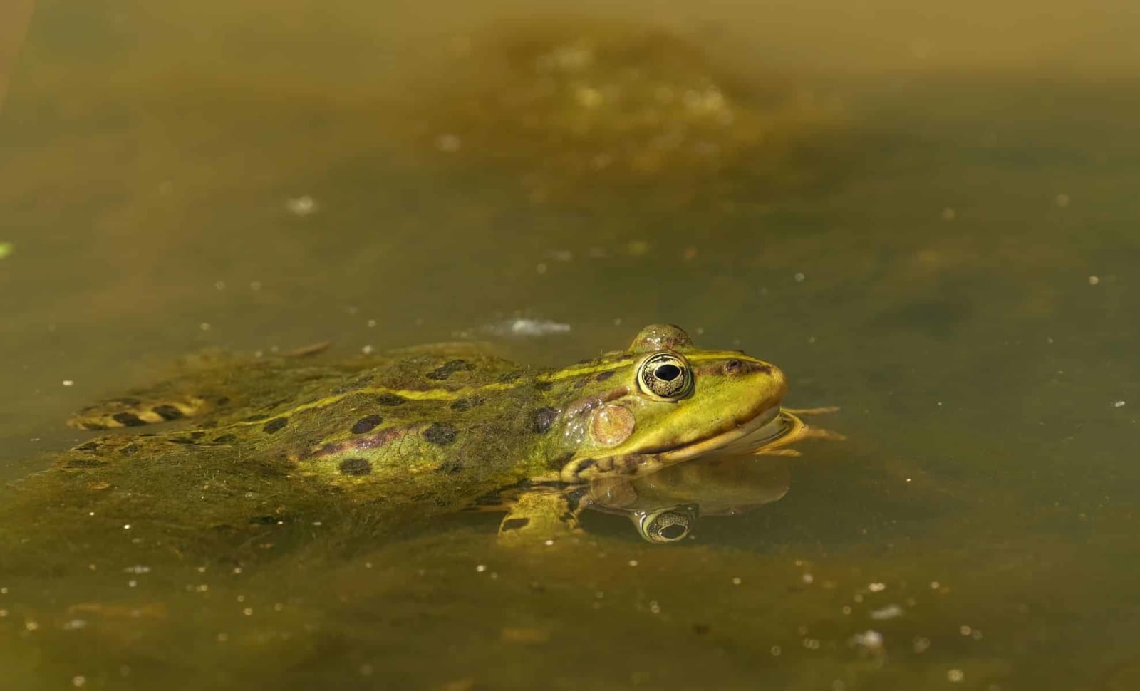 Poisonous Frogs Are Falling from the Sky: Scientists Warn of a ...