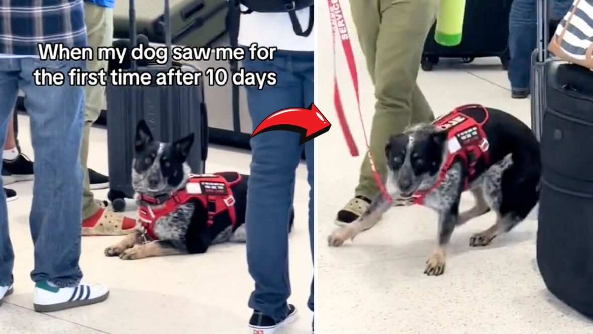 Service Dog’s Reaction to Airport Reunion Is a Masterclass in ...