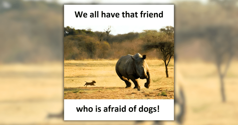 23 Doggo Memes for a Funny Distraction Before the Weekend