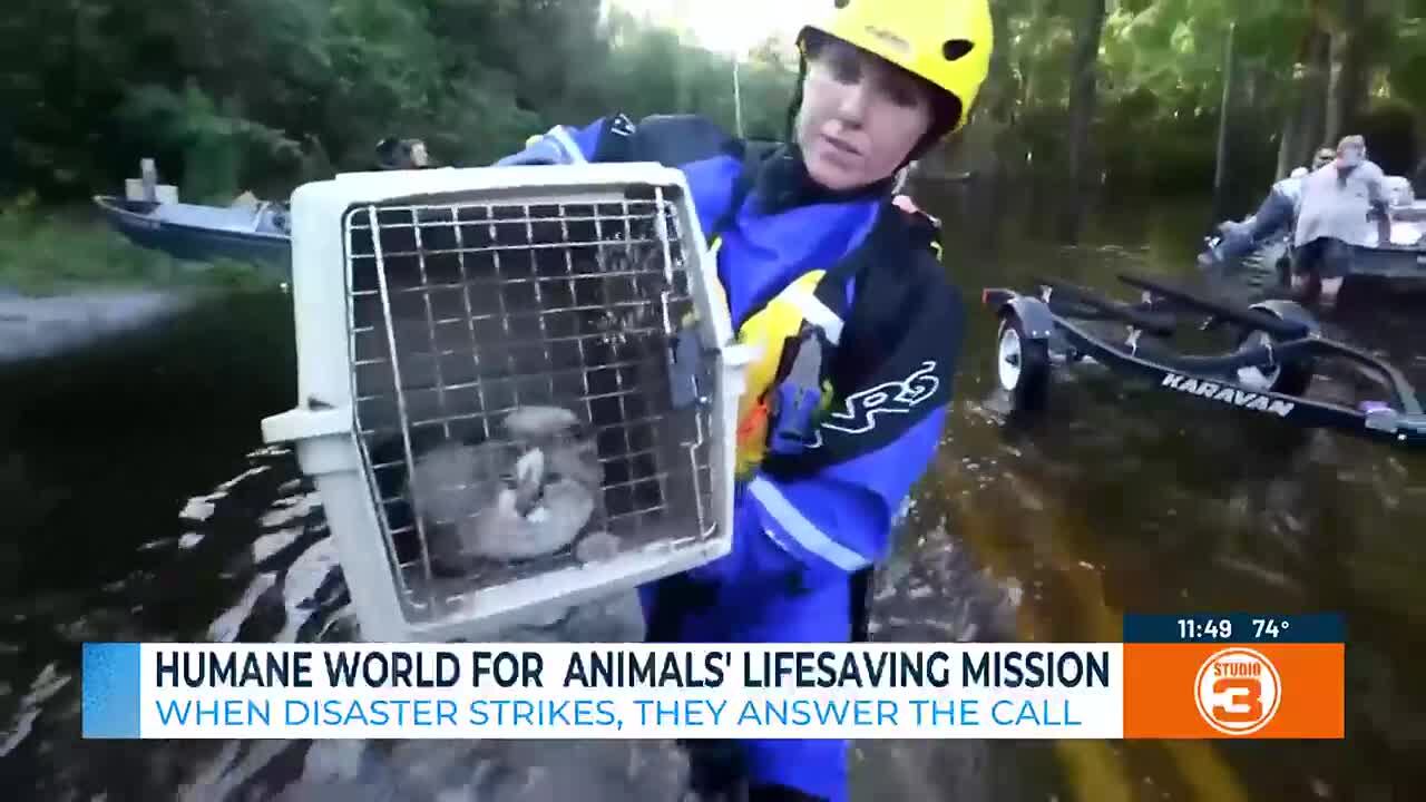 Humane World for Animals’ lifesaving mission
