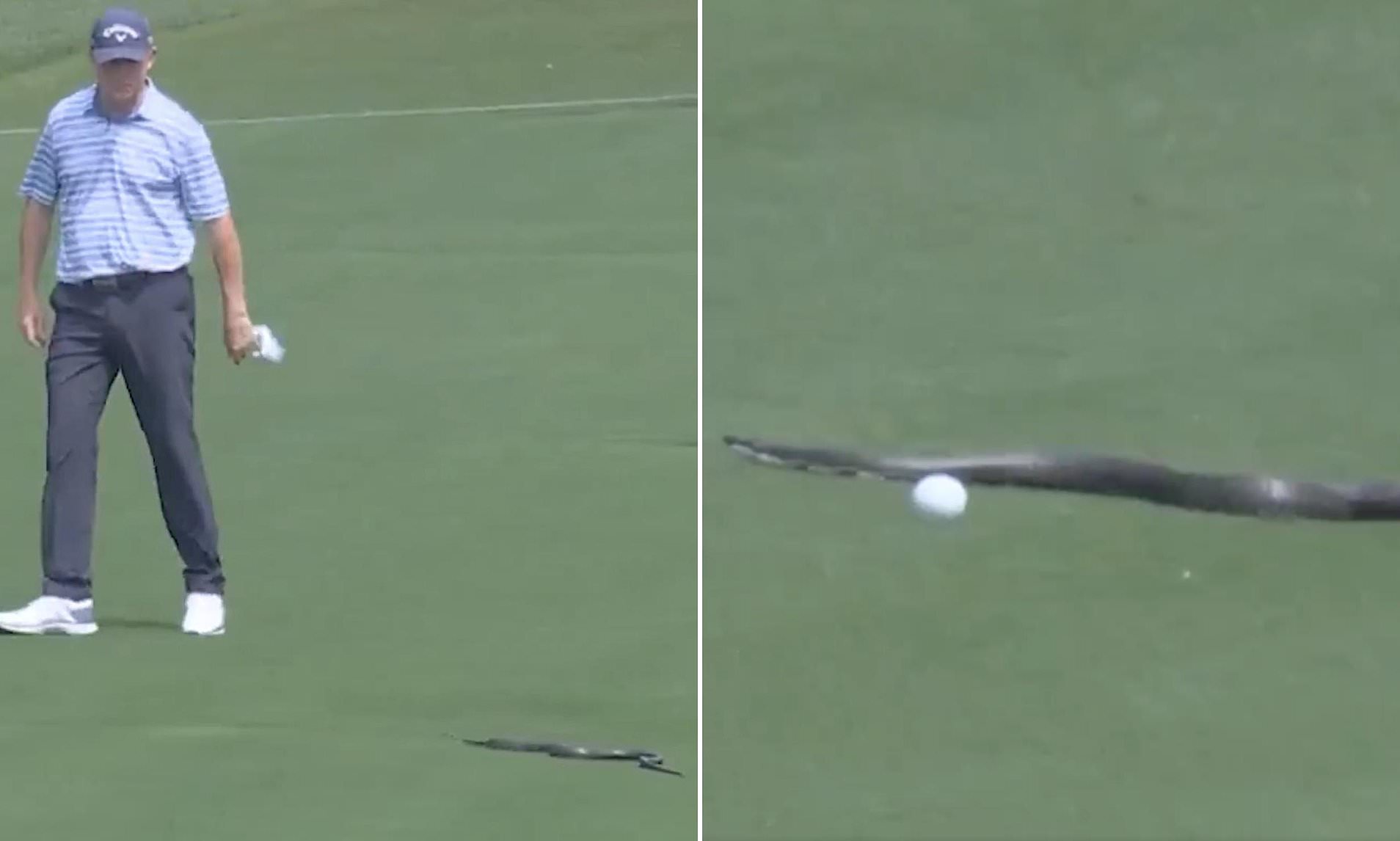 Golfer's terrified reaction as huge snake forces delay at PGA Championship