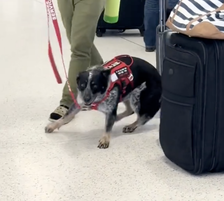 Service Dog’s Reaction to Airport Reunion Is a Masterclass in ...