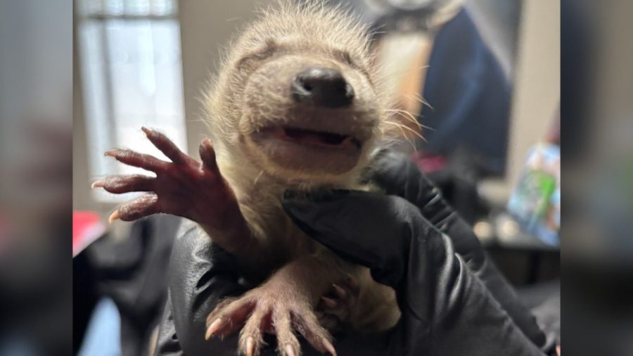 Baby raccoon in Colorado revived with compressions: Rescue officials