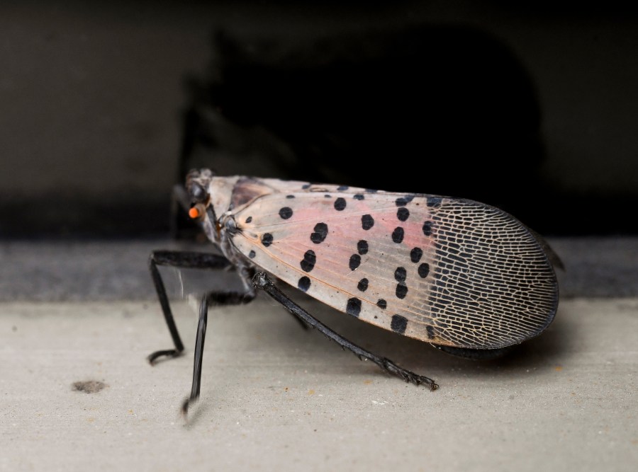 That stubborn spot on the car might be spotted lanternfly poop