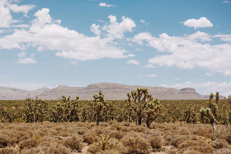 Calif.'s disappearing Joshua trees eke out small win in court. It may ...