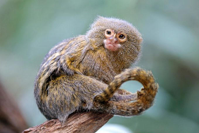 20 of the Cutest Tiny Animals from Around the World