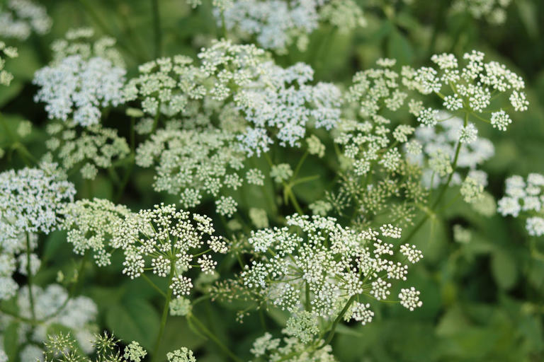 Poison hemlock is spreading across the US. Here’s how to get rid of it
