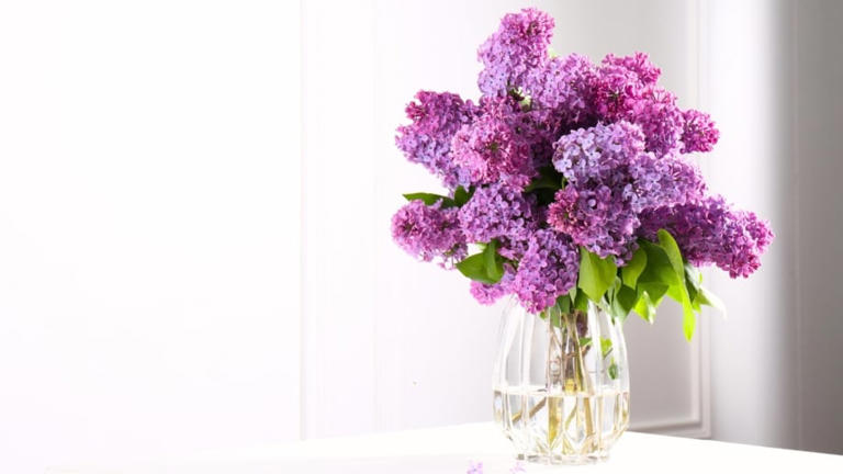 How to Keep Cut Lilac Blooms From Wilting