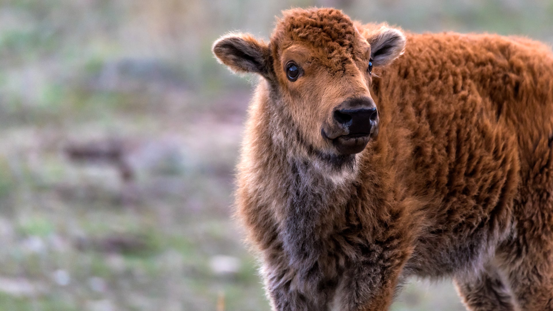 New baby bison celebrate spring in South Dakota Black Hills