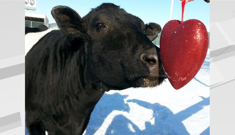Red River Zoo mourning loss of beloved Dutch Belted cow, Charlotte