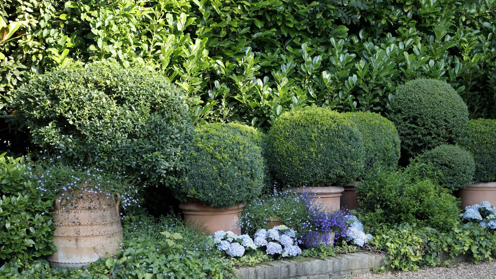 What is a blobbery? Transform your garden with evergreen domes and ...