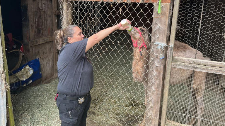 Camel euthanized as authorities evaluate, relocate animals from Oregon ...