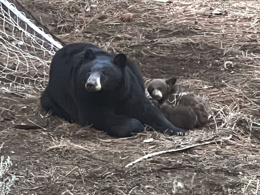 Weary Mamma Bear Lets Wildlife Officials Free Tangled Cub