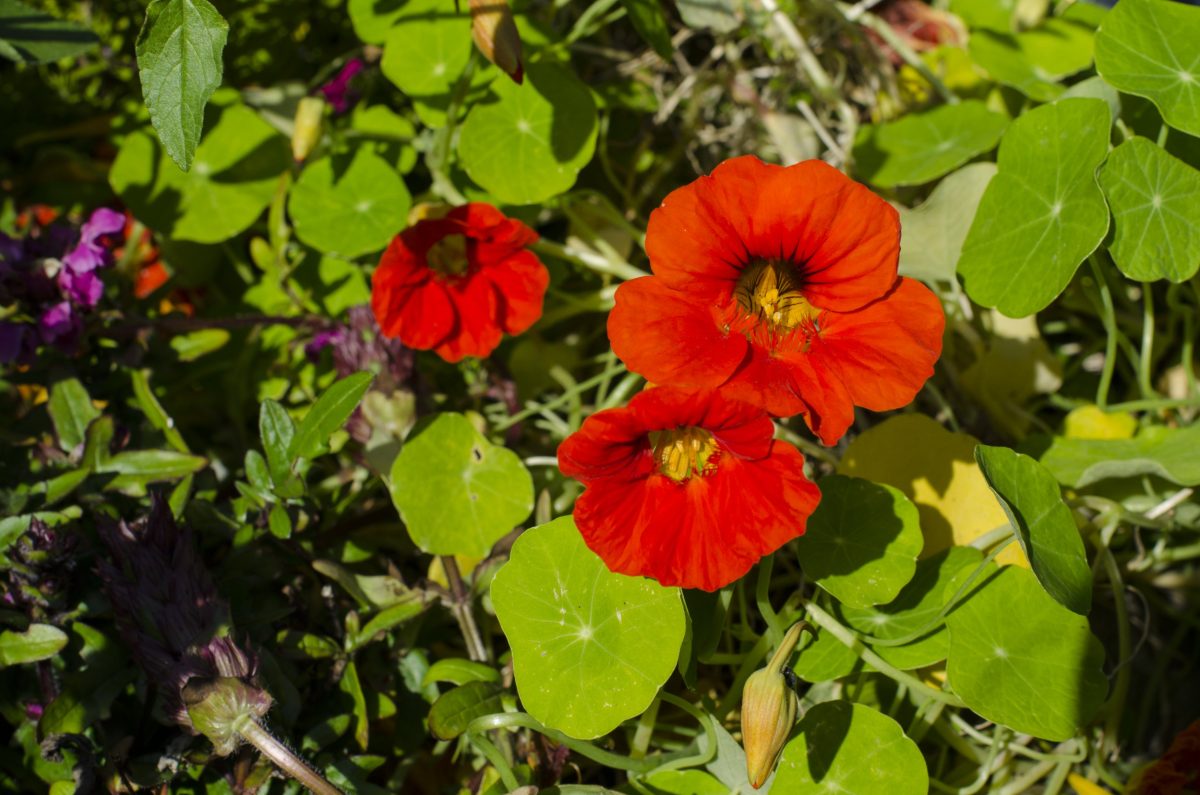 Make the most of your compost heap with these easy gardening tricks