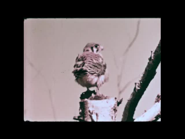 Coronet Films: Birds of the Countryside - Indigo Bunting, Eastern ...
