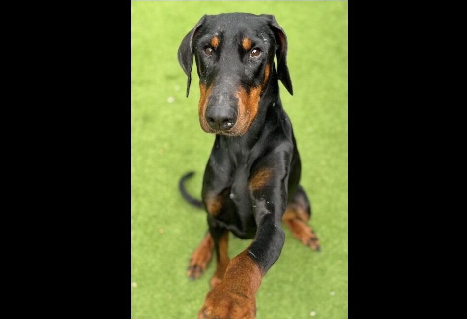 Adopt a dog Sheffield: 16 lonely rescue dogs including adorable Colin ...