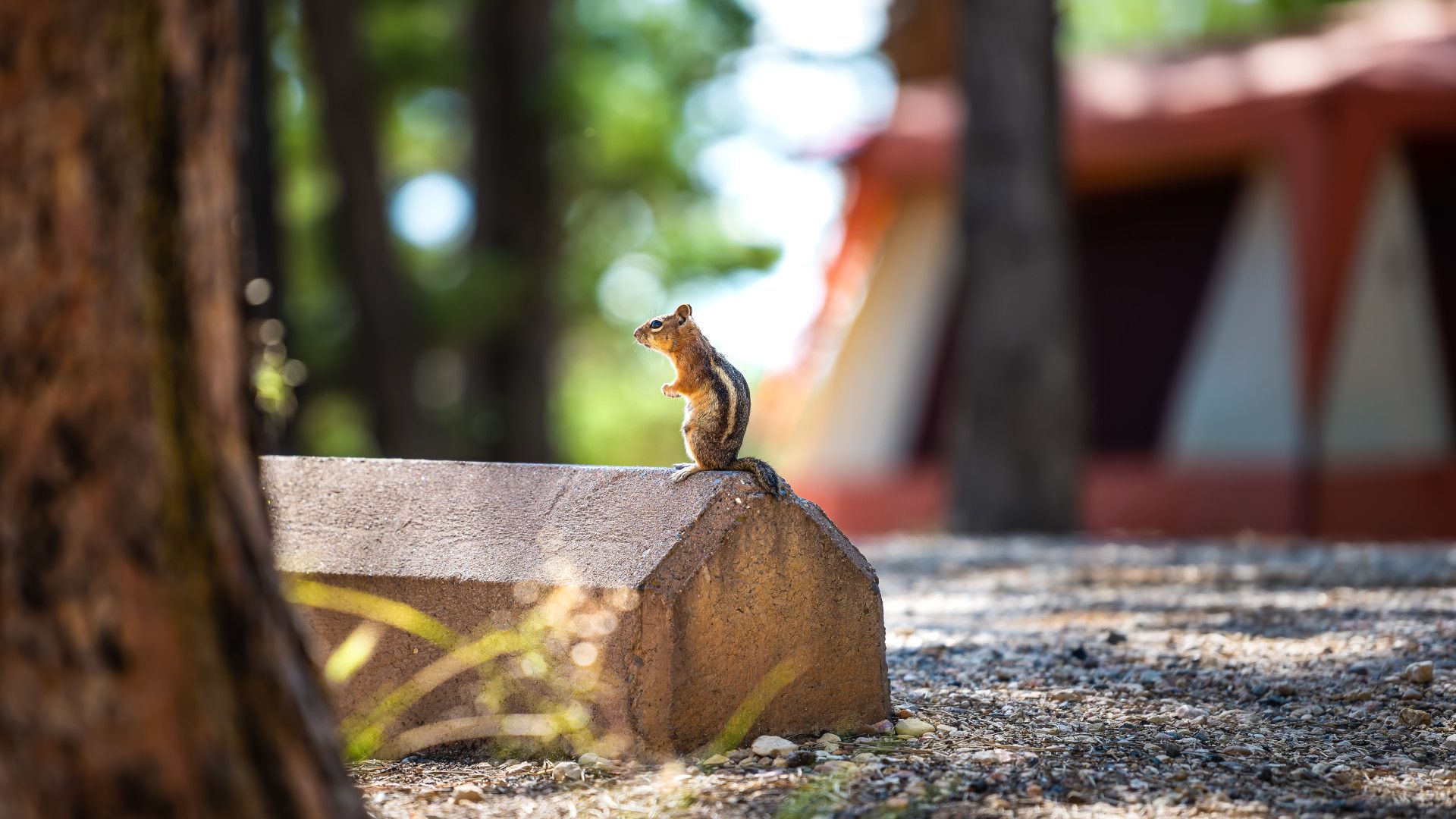 Protect your camp and food: 4 easy tips to keep rodents away