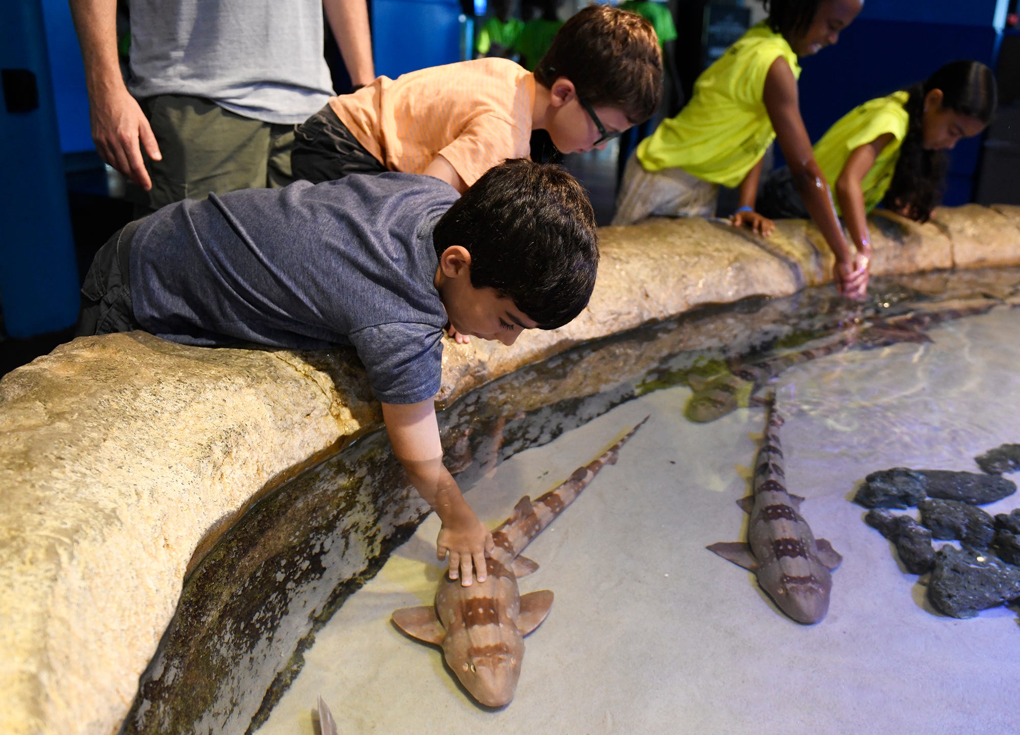 Why Adventure Aquarium in Camden ranks among the top 10% of animal ...