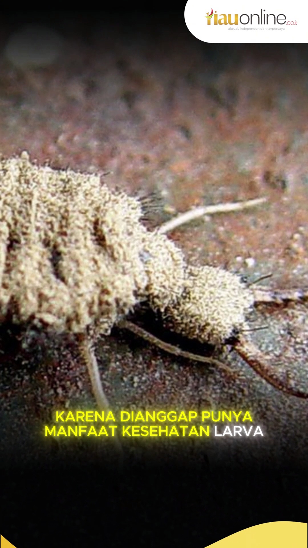 Undur-undur Itu Hewan Apa? Ini Penjelasan dan Manfaatnya untuk Kesehatan