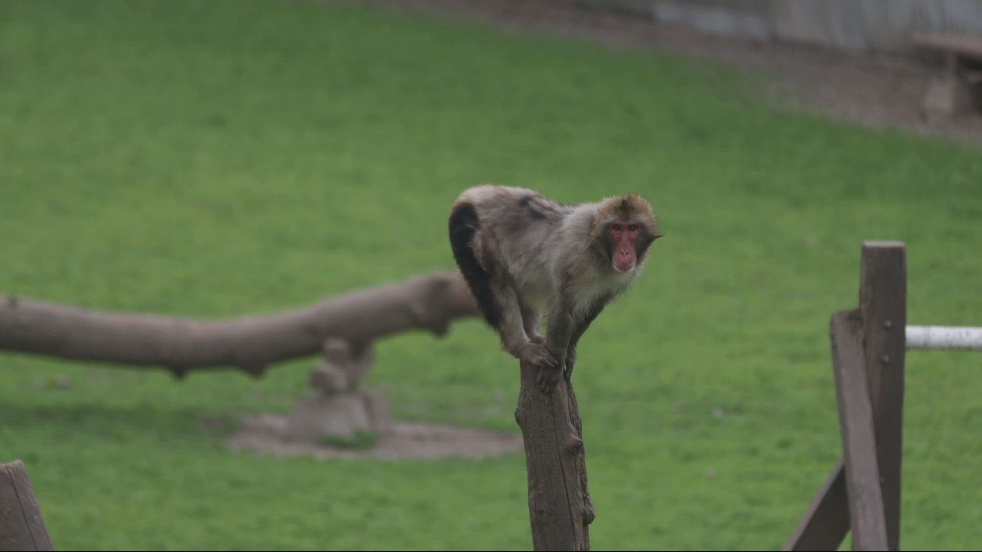 Taking a look inside OHSU's primate research center
