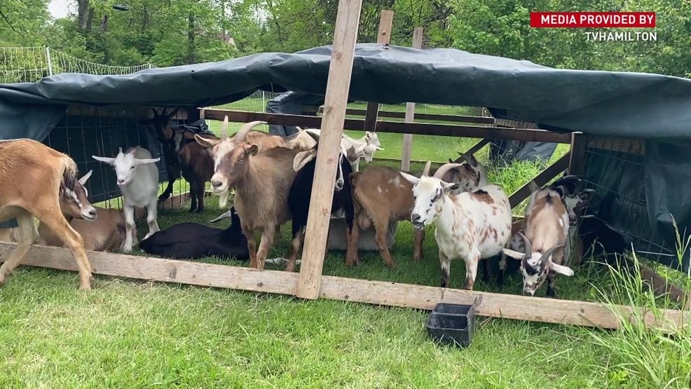 Goats at Work: Local officials turn to goats to solve an invasive ...