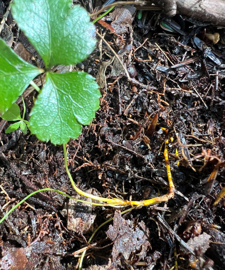 How goldthread was used by Native Americans and colonists: Nature News