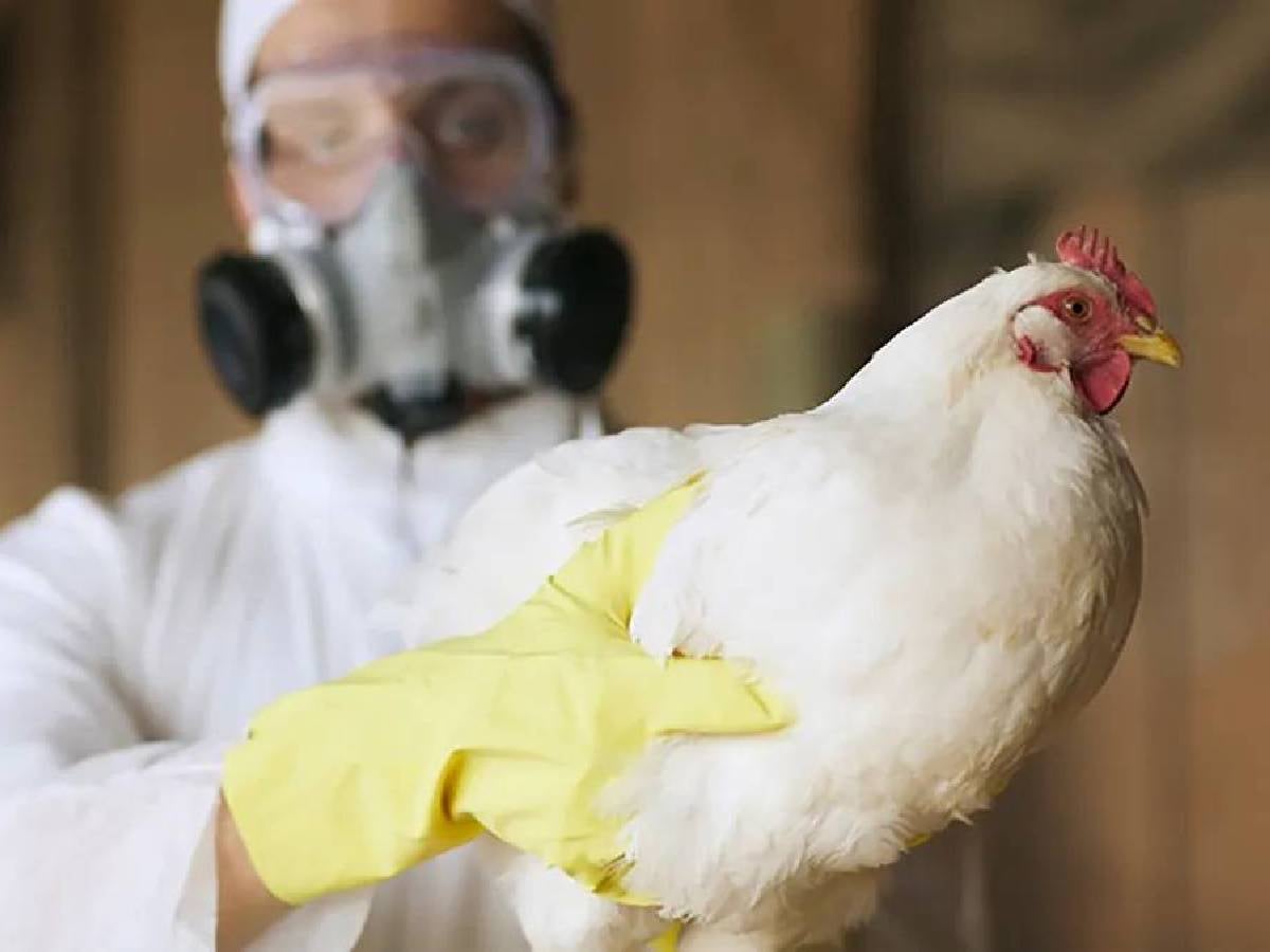 Brasil congela envío de pollo por brote de gripe aviar y afecta a China ...