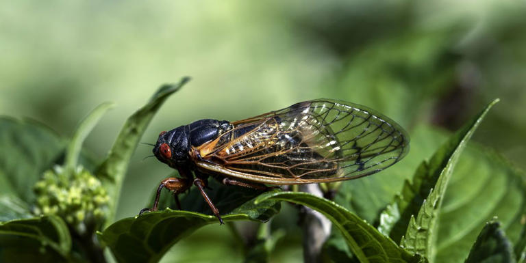 Find Out If 10,000 Cicadas Are Coming to Your Yard With This ...