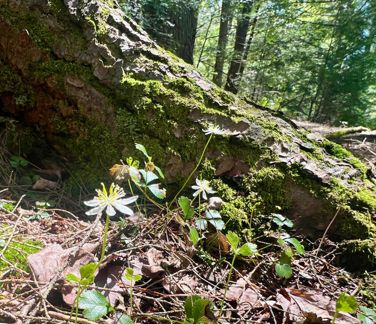 How goldthread was used by Native Americans and colonists: Nature News