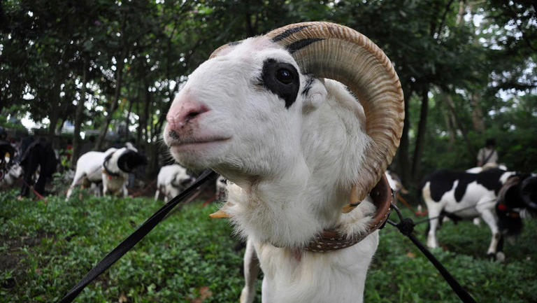 Harga Domba Garut, Merino, & Dorper untuk Kurban Idul Adha 2025