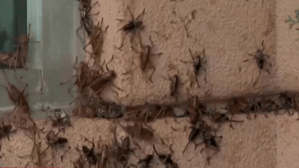Mormon crickets crawl near Fillmore as pest season picks up across Utah