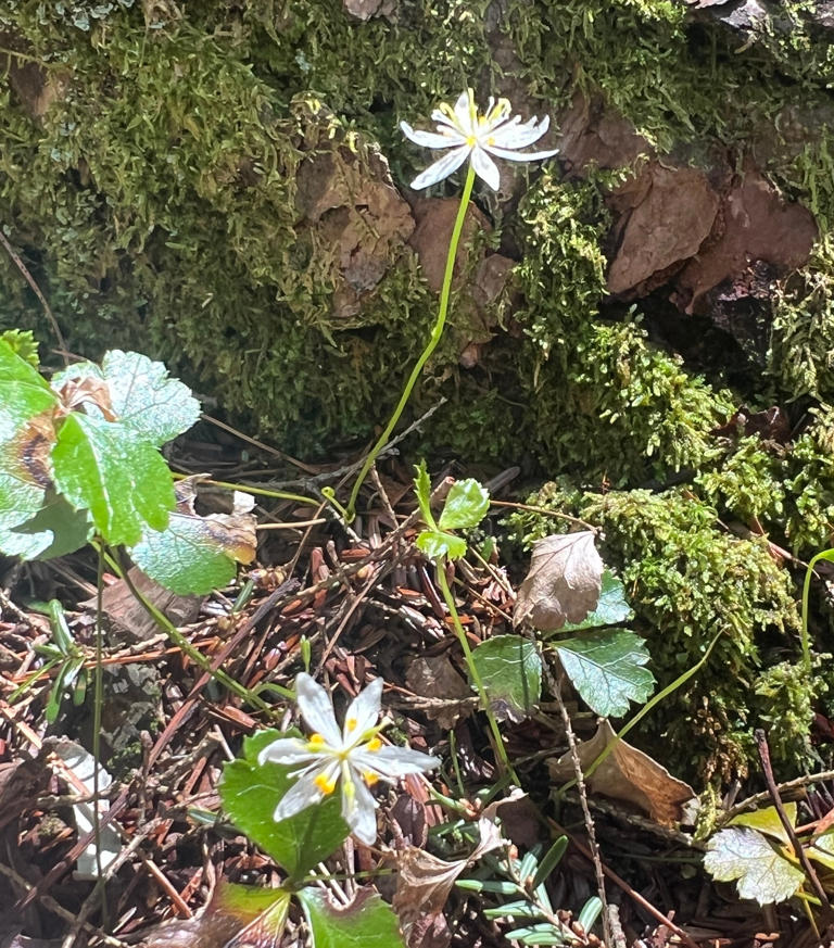 How goldthread was used by Native Americans and colonists: Nature News