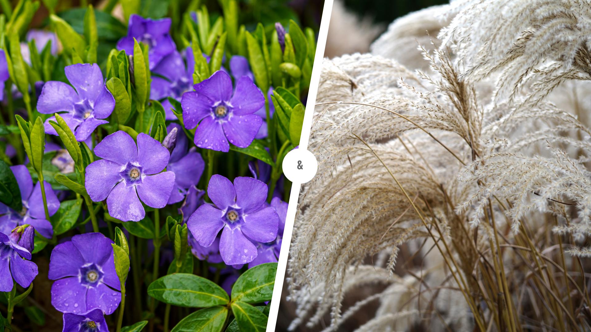 Peut-on mêler graminées et vivaces dans un massif