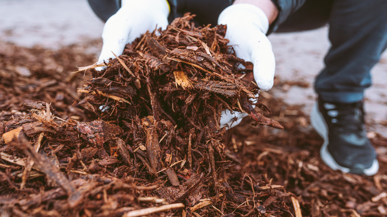 The Easy Way To Avoid Damaging Plants When Mulching Your Garden