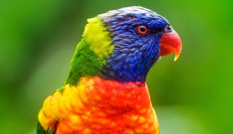 What Features Define a Parrot?