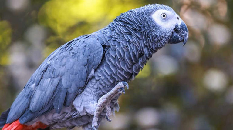 What Features Define a Parrot?