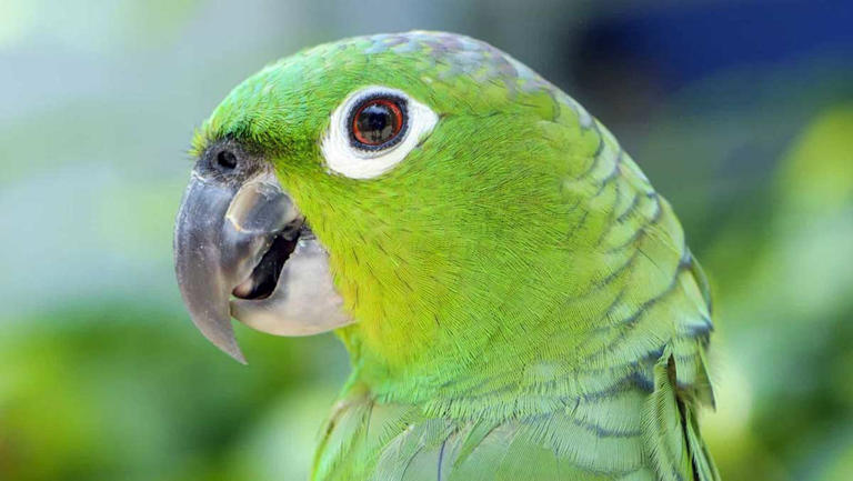 What Features Define a Parrot?