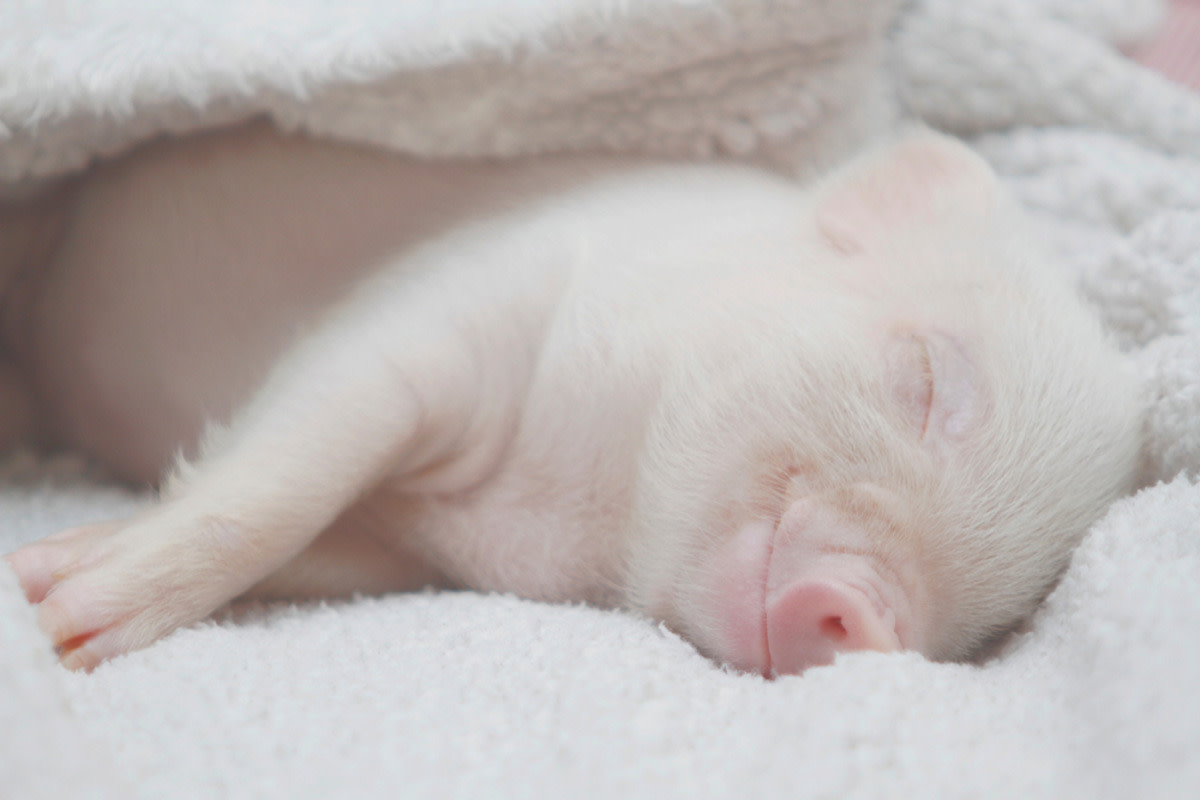 Tiny Piglet's 'Tippy Tappies' While Showing Off Her Blankies Are Pure ...