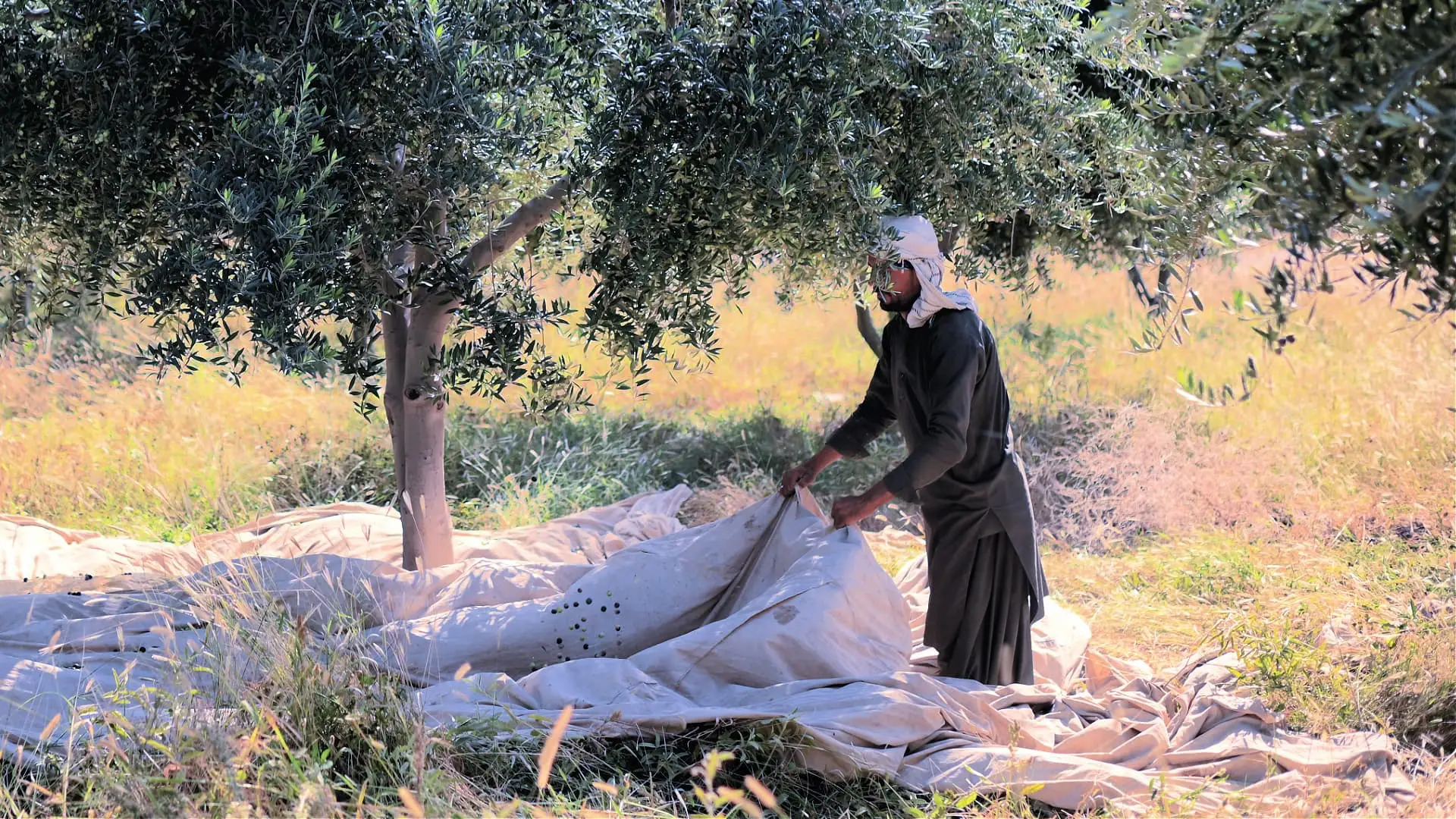 Loralai olive oil earns silver at global competition, puts Pakistan on ...