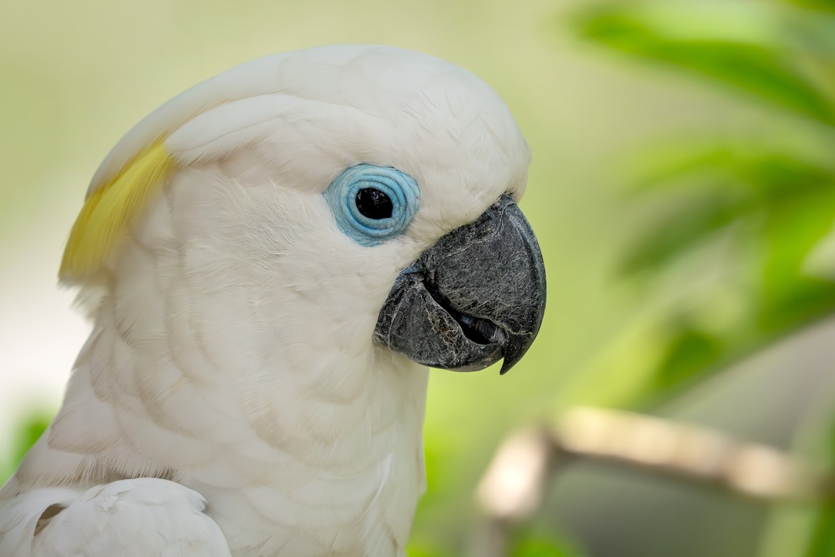 Cockatoo Gets Hold of a Maraca and Becomes the Rowdiest Rattler in Town