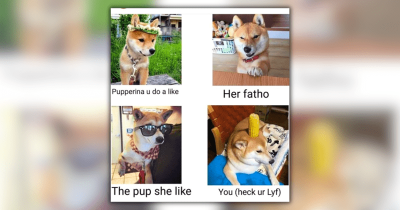 Canine Comedy Served on a Silly Platter of 24 Feel-Good Fluffy Dog Memes