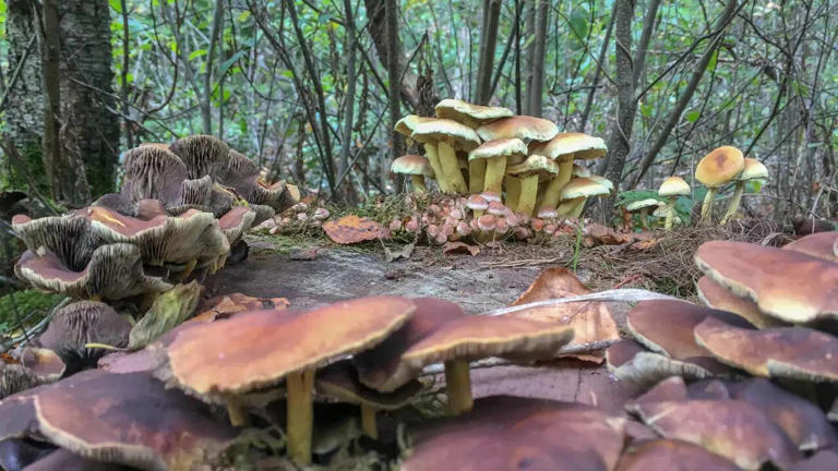 A massive fungus is growing underground in the US state of Oregon, and ...